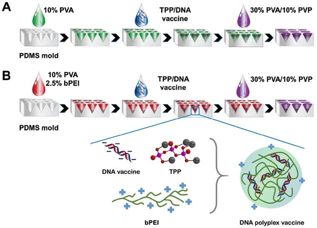 Self-Assembly DNA Polyplex Vaccine inside Dissolving Microneedles for ...