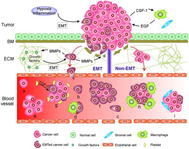 Circulating Tumor Cells: Moving Biological Insights into Detection