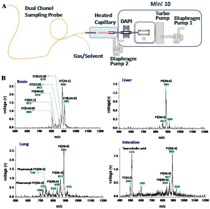 Ambient Ionization and Miniature Mass Spectrometry Systems for Disease ...