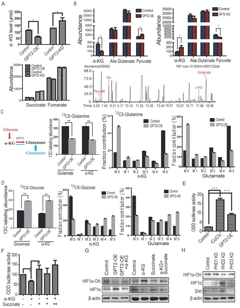 Glutamic Pyruvate Transaminase GPT2 Promotes Tumorigenesis of Breast ...