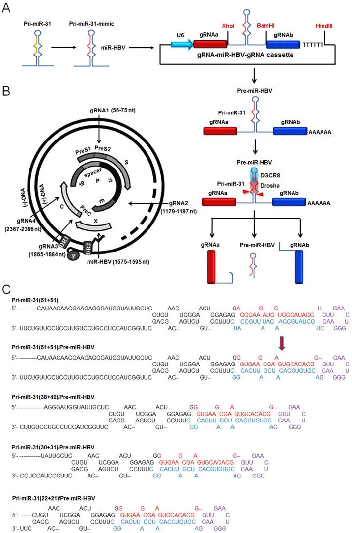 The gRNA-miRNA-gRNA Ternary Cassette Combining CRISPR/Cas9 with RNAi ...