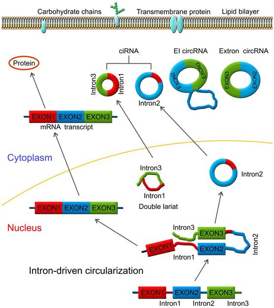 Circular RNAs: Regulators of Cancer-Related Signaling Pathways and ...