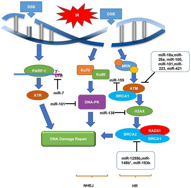 Targeting MicroRNAs in Prostate Cancer Radiotherapy