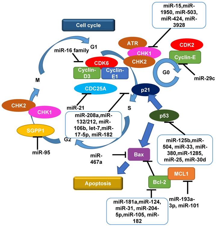 Targeting MicroRNAs in Prostate Cancer Radiotherapy