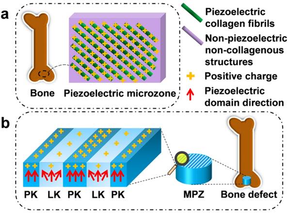Bone-Inspired Spatially Specific Piezoelectricity Induces Bone Regeneration