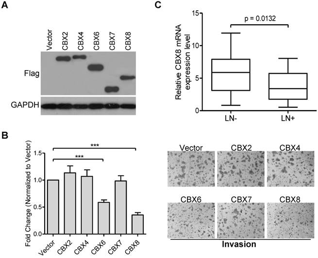 CBX8 Suppresses Tumor Metastasis via Repressing Snail in Esophageal ...