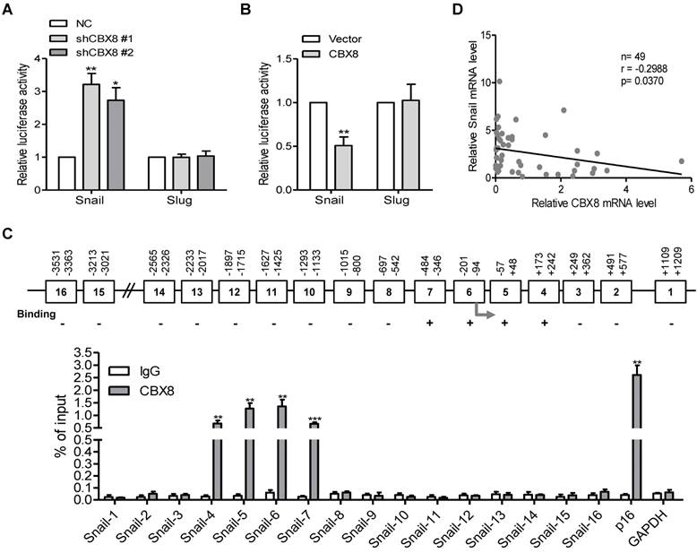 CBX8 Suppresses Tumor Metastasis via Repressing Snail in Esophageal ...