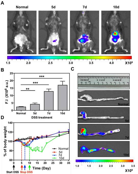 Dexamethasone-loaded Polymeric Nanoconstructs for Monitoring and ...