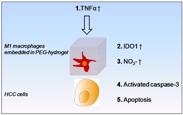 The Anti-Tumor Effects of M1 Macrophage-Loaded Poly (ethylene glycol ...