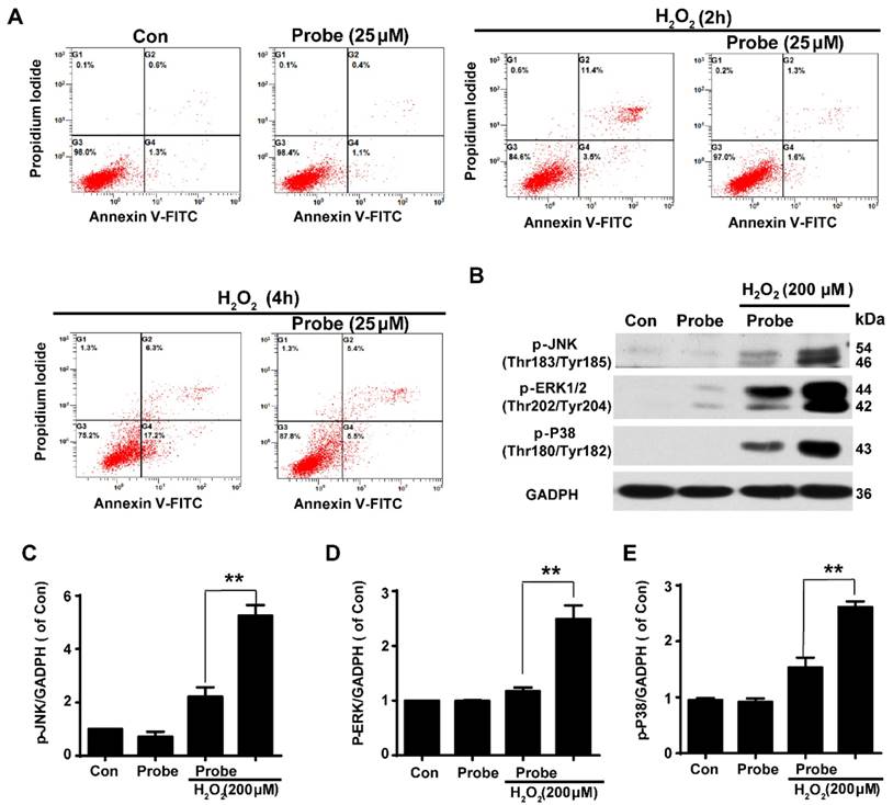 A H2O2-Responsive Theranostic Probe for Endothelial Injury Imaging and ...