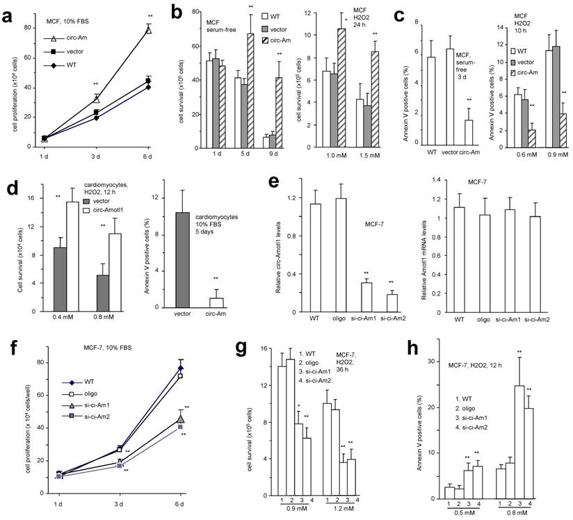 A Circular RNA Binds To and Activates AKT Phosphorylation and Nuclear ...