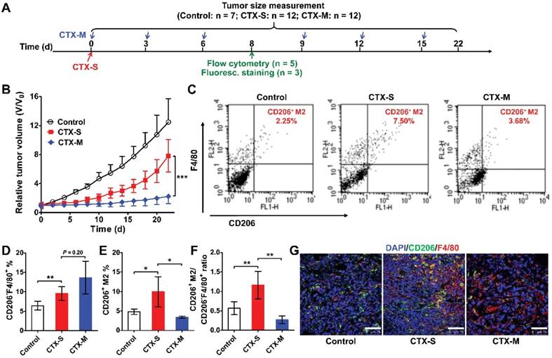 Noninvasive Imaging of CD206-Positive M2 Macrophages as an Early ...