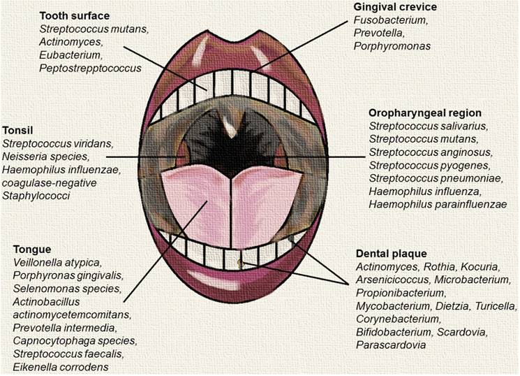 Oral Microbiome: A New Biomarker Reservoir for Oral and Oropharyngeal ...