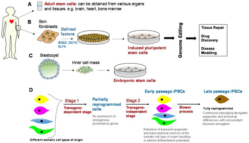 CRISPR Genome Engineering for Human Pluripotent Stem Cell Research