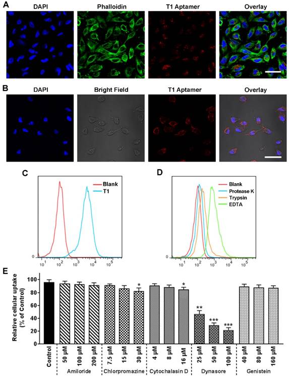 A Novel DNA Aptamer for Dual Targeting of Polymorphonuclear Myeloid ...