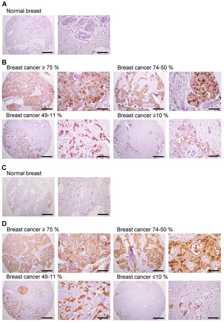 A Mucin1 C-terminal Subunit-directed Monoclonal Antibody Targets ...