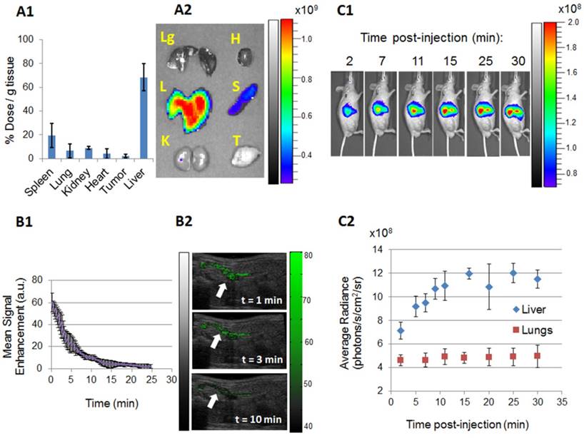 Circulating Magnetic Microbubbles for Localized Real-Time Control of ...