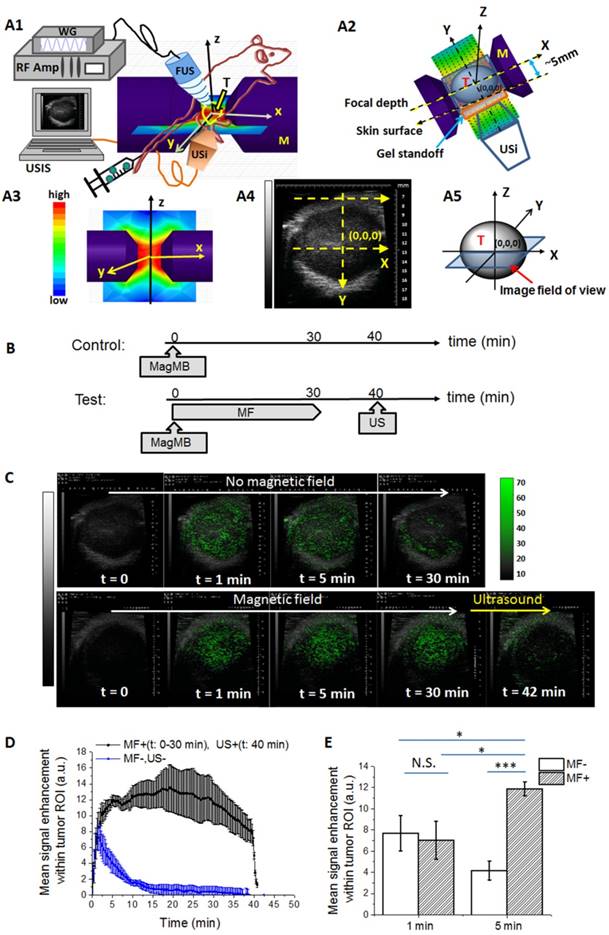 Circulating Magnetic Microbubbles for Localized Real-Time Control of ...