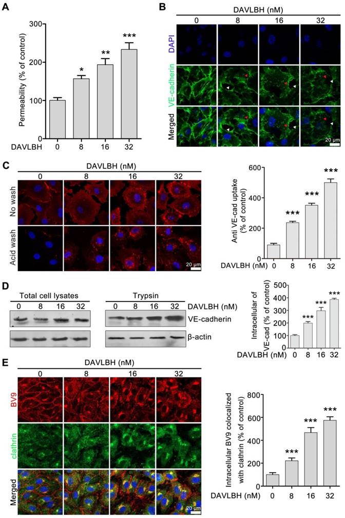 Desacetylvinblastine Monohydrazide Disrupts Tumor Vessels by Promoting ...