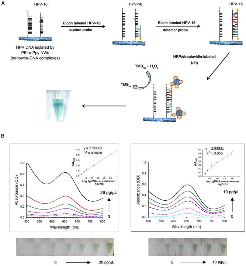 A Versatile Nanowire Platform for Highly Efficient Isolation and Direct ...