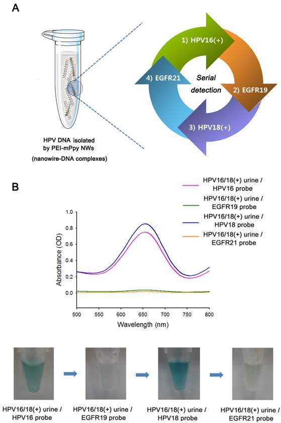 A Versatile Nanowire Platform for Highly Efficient Isolation and Direct ...