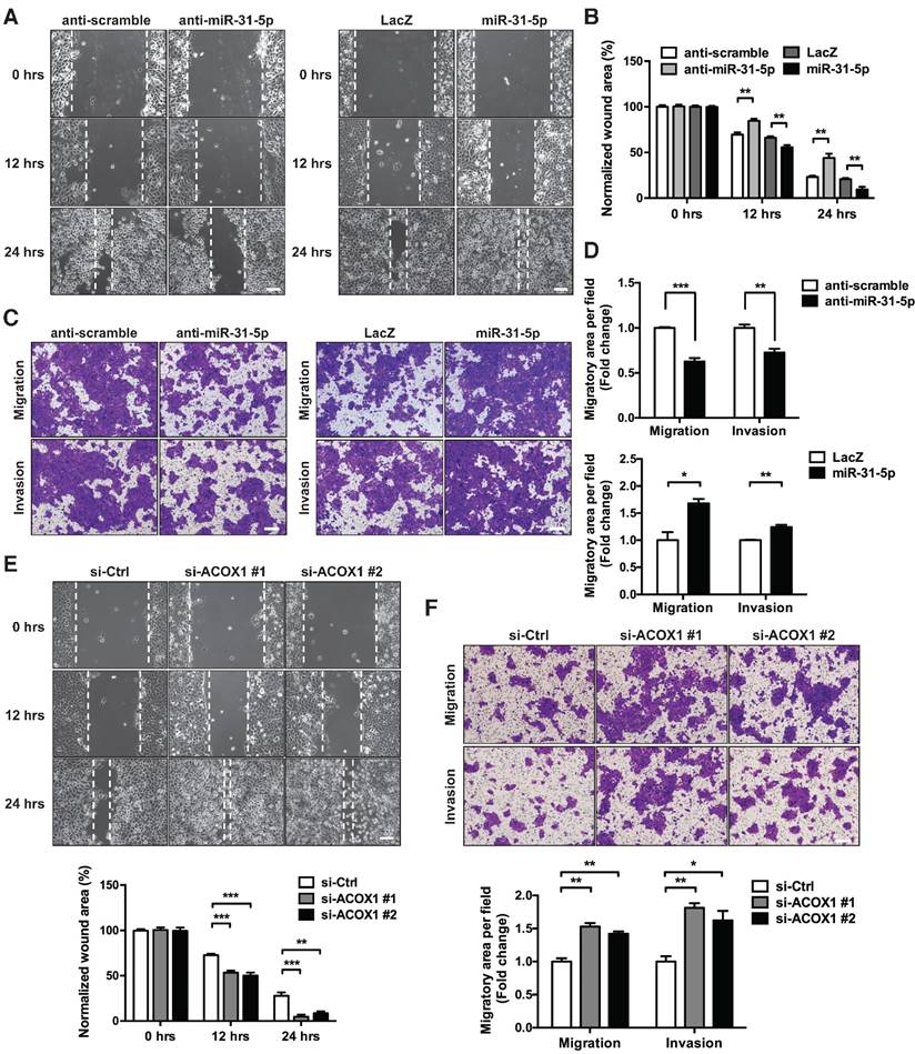 MiR-31-5p-ACOX1 Axis Enhances Tumorigenic Fitness in Oral Squamous Cell ...