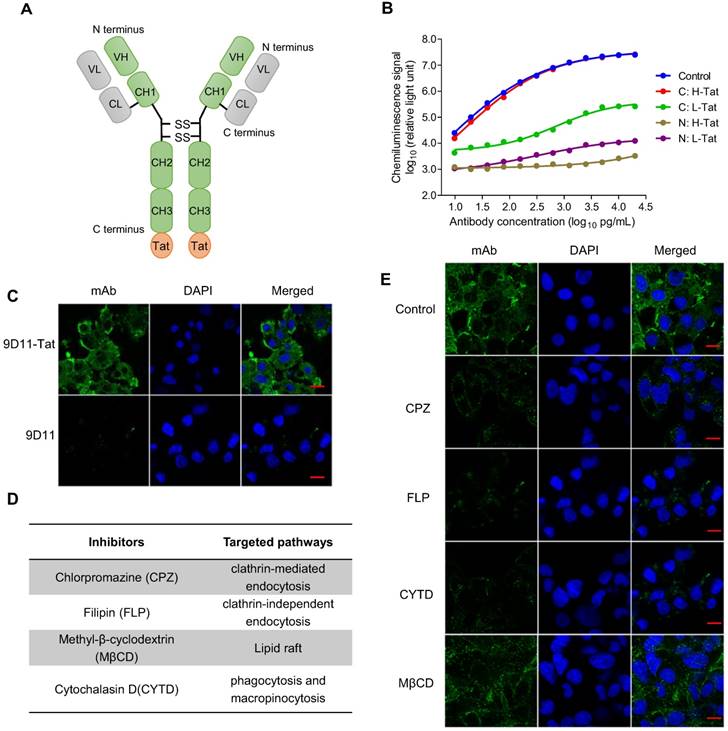 A cell-penetrating whole molecule antibody targeting intracellular HBx ...