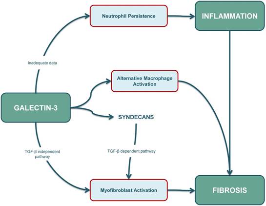 Galectin-3 Activation and Inhibition in Heart Failure and ...