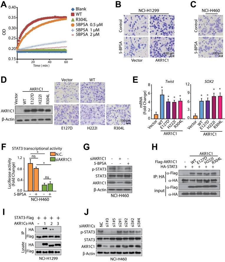 AKR1C1 Activates STAT3 to Promote the Metastasis of Non-Small Cell Lung ...