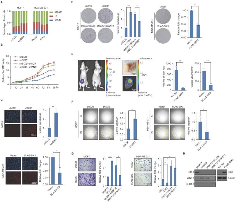 The Homeotic Protein SIX3 Suppresses Carcinogenesis and Metastasis ...