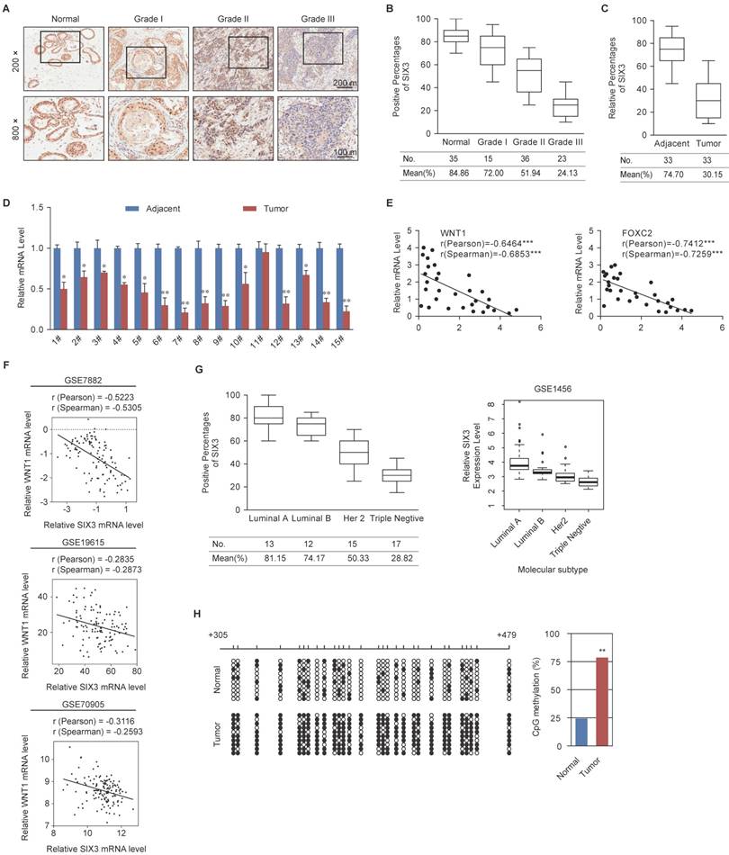 The Homeotic Protein SIX3 Suppresses Carcinogenesis and Metastasis ...