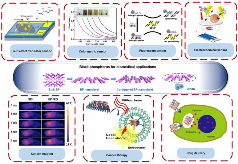 Black Phosphorus and its Biomedical Applications