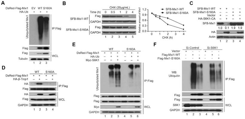 S6K1 phosphorylation-dependent degradation of Mxi1 by β-Trcp ubiquitin ...