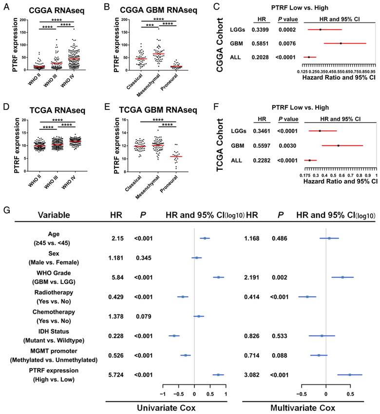 The role of PTRF/Cavin1 as a biomarker in both glioma and serum exosomes