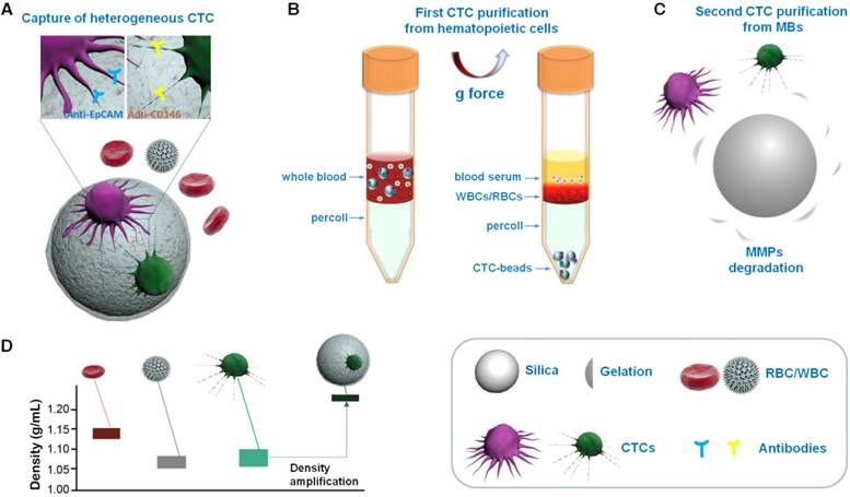 Gelatin Nanoparticle-Coated Silicon Beads for Density-Selective Capture ...