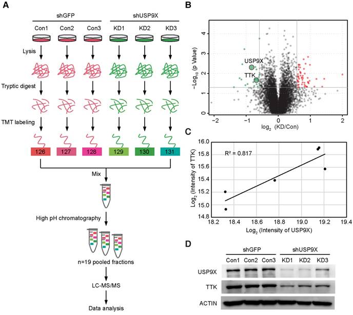 A novel USP9X substrate TTK contributes to tumorigenesis in non-small ...