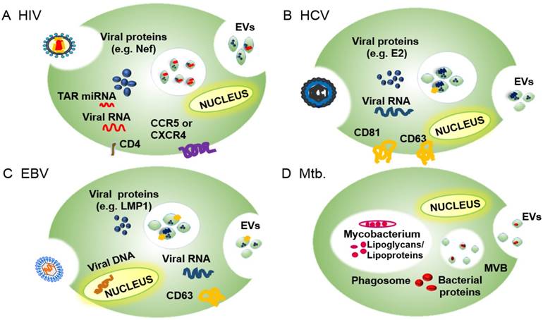 Role of Extracellular Vesicles in Viral and Bacterial Infections ...