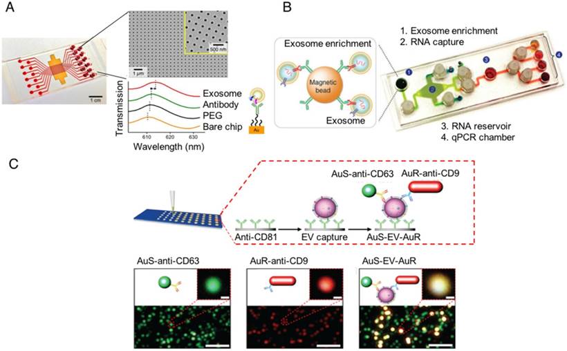 Role of Extracellular Vesicles in Viral and Bacterial Infections ...
