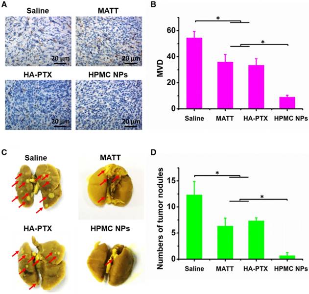 Targeting intracellular MMPs efficiently inhibits tumor metastasis and ...