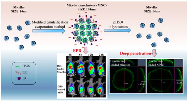 Endogenous pH-responsive nanoparticles with programmable size changes ...