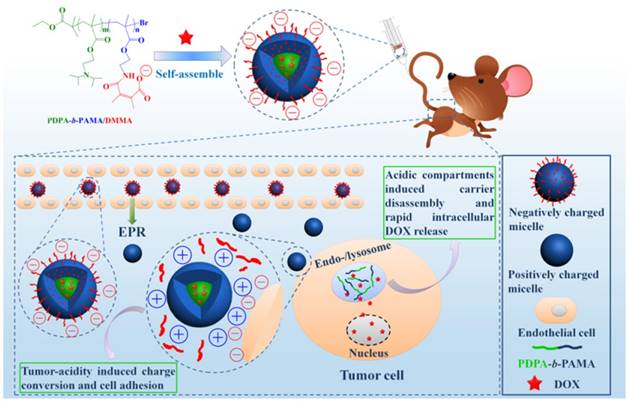 Endogenous pH-responsive nanoparticles with programmable size changes ...