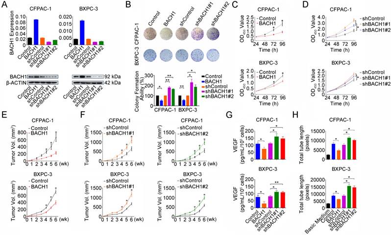 Functional role of BTB and CNC Homology 1 gene in pancreatic cancer and ...