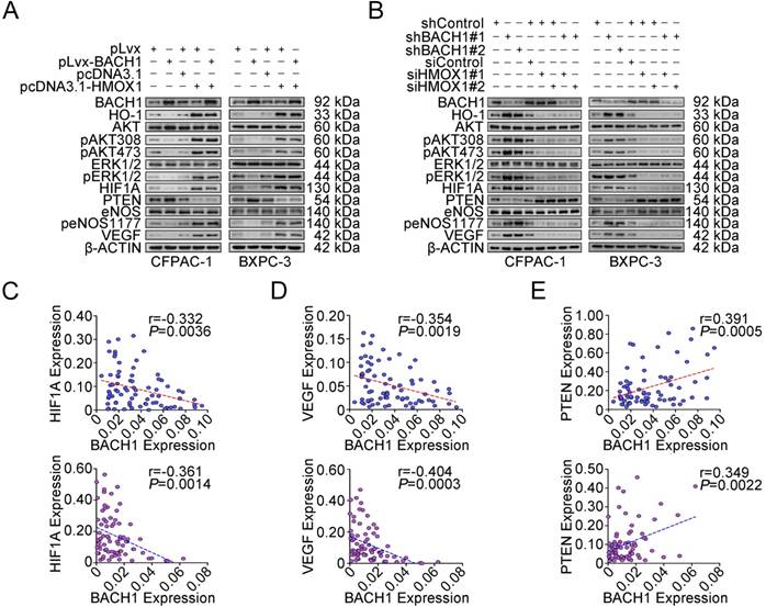 Functional role of BTB and CNC Homology 1 gene in pancreatic cancer and ...