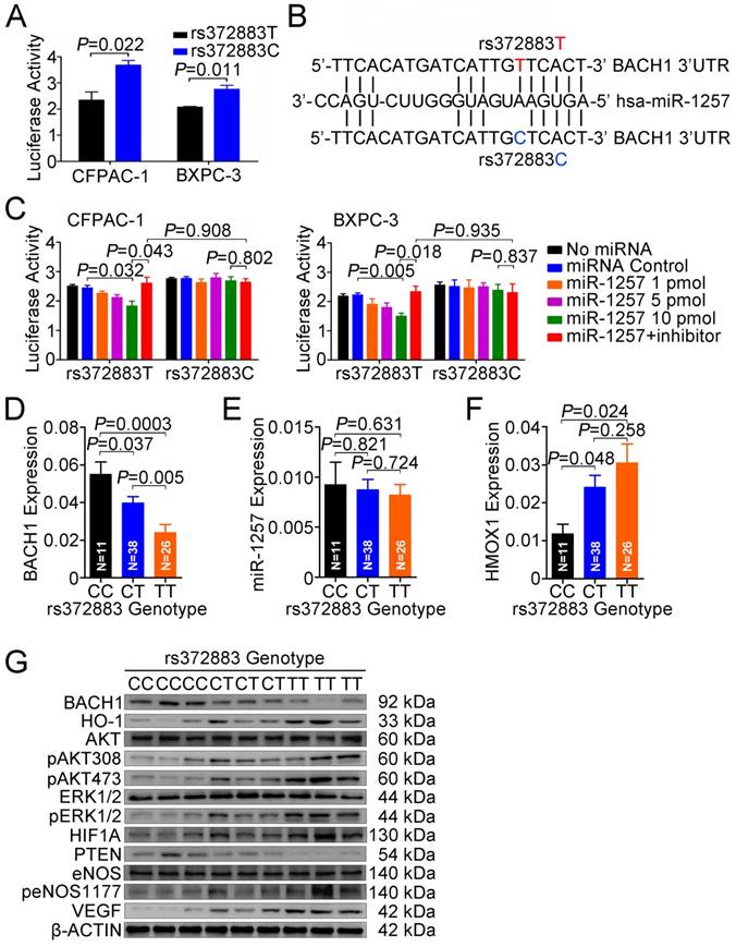 Functional role of BTB and CNC Homology 1 gene in pancreatic cancer and ...