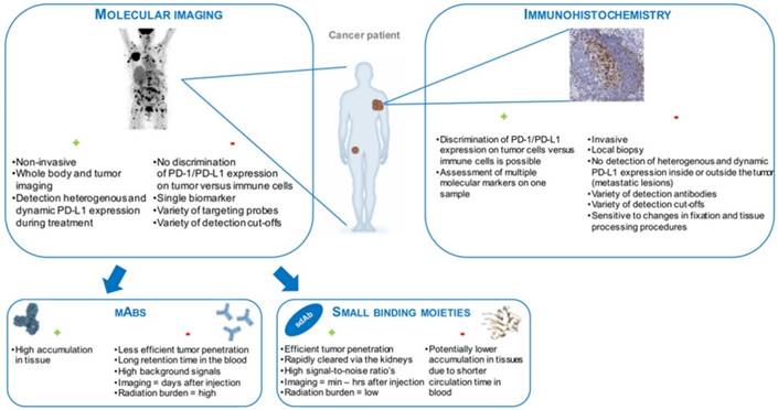 Noninvasive imaging of the PD-1:PD-L1 immune checkpoint: Embracing ...