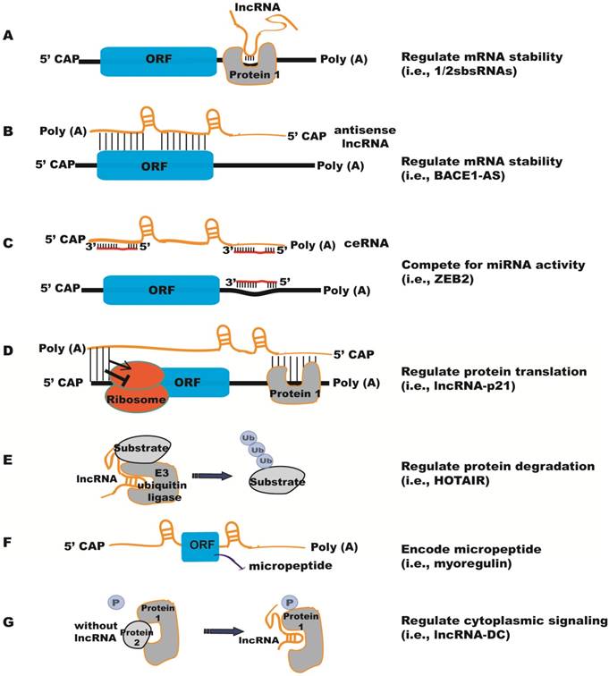 Angio-LncRs: LncRNAs that regulate angiogenesis and vascular disease