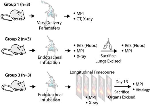 In vivo tracking and quantification of inhaled aerosol using magnetic ...