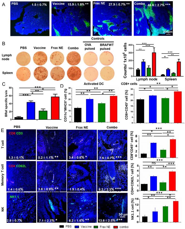 Nano-delivery of fraxinellone remodels tumor microenvironment and ...