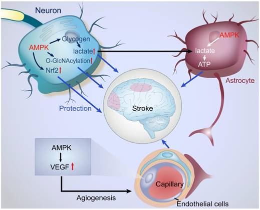 AMPK: Potential Therapeutic Target for Ischemic Stroke