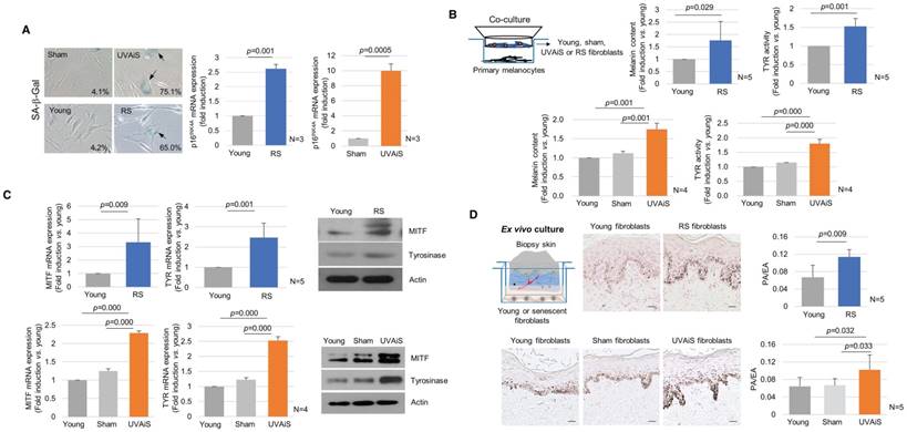 Senescent fibroblasts drive ageing pigmentation: A potential ...